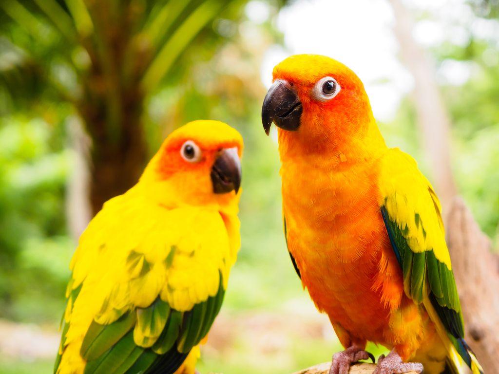 Sun Conure Wallpapers - Top Free Sun Conure Backgrounds - WallpaperAccess