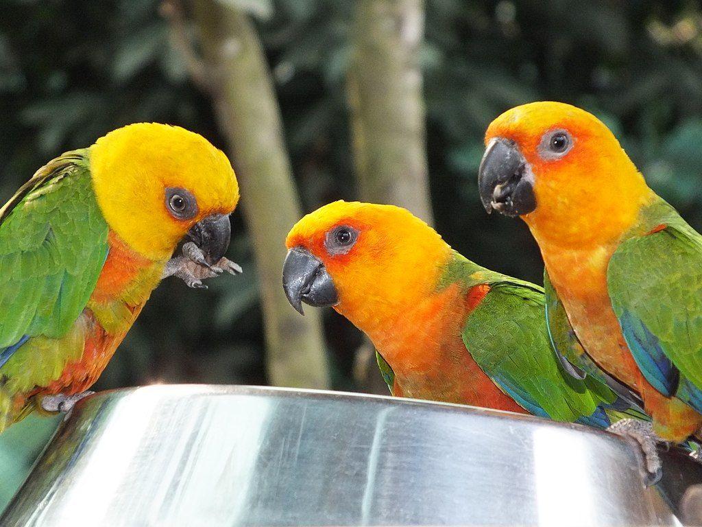 Sun Conure Wallpapers - Top Free Sun Conure Backgrounds - WallpaperAccess