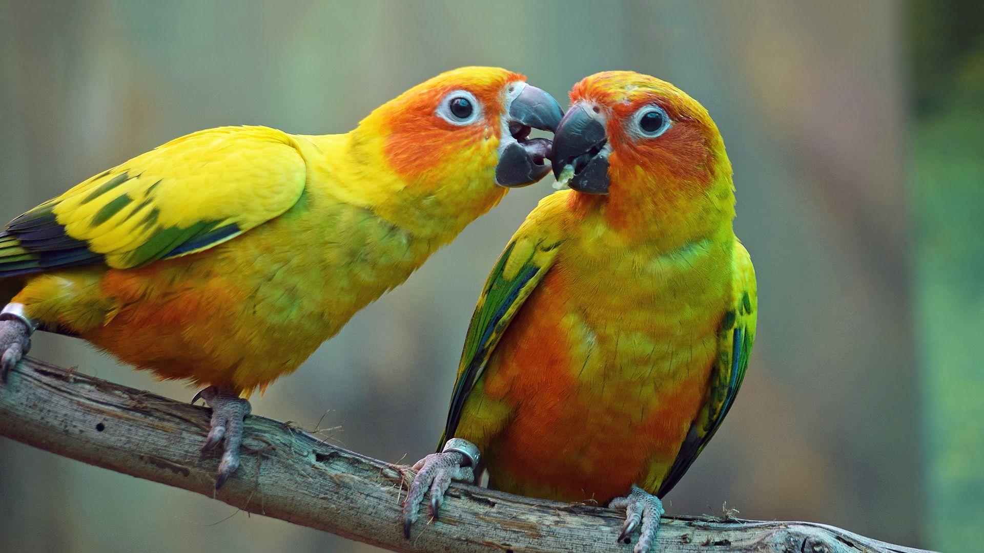 Sun Conure Wallpapers - Top Free Sun Conure Backgrounds - WallpaperAccess