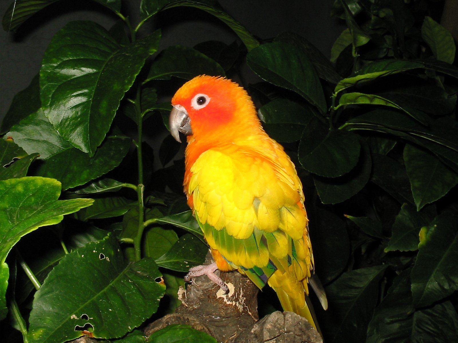Sun Conure Wallpapers - Top Free Sun Conure Backgrounds - WallpaperAccess