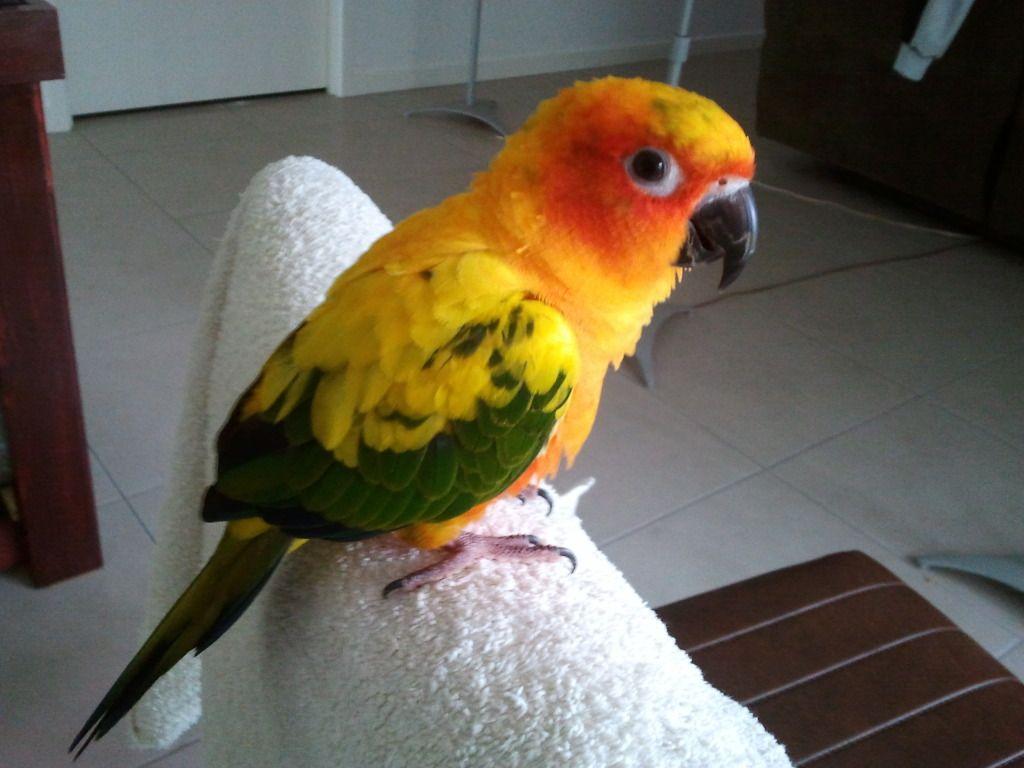 Sun Conure Wallpapers - Top Free Sun Conure Backgrounds - WallpaperAccess