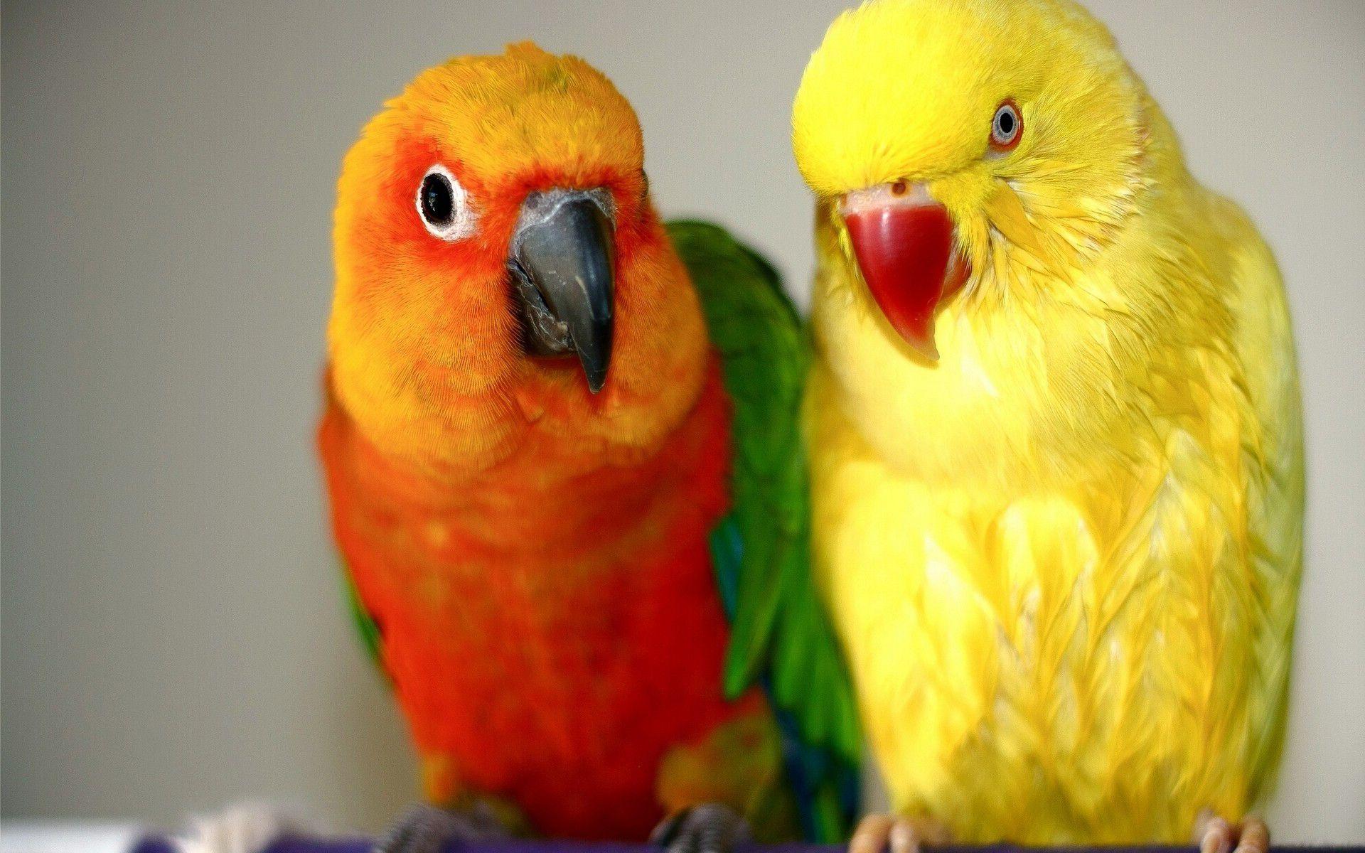Sun Conure Wallpapers - Top Free Sun Conure Backgrounds - WallpaperAccess
