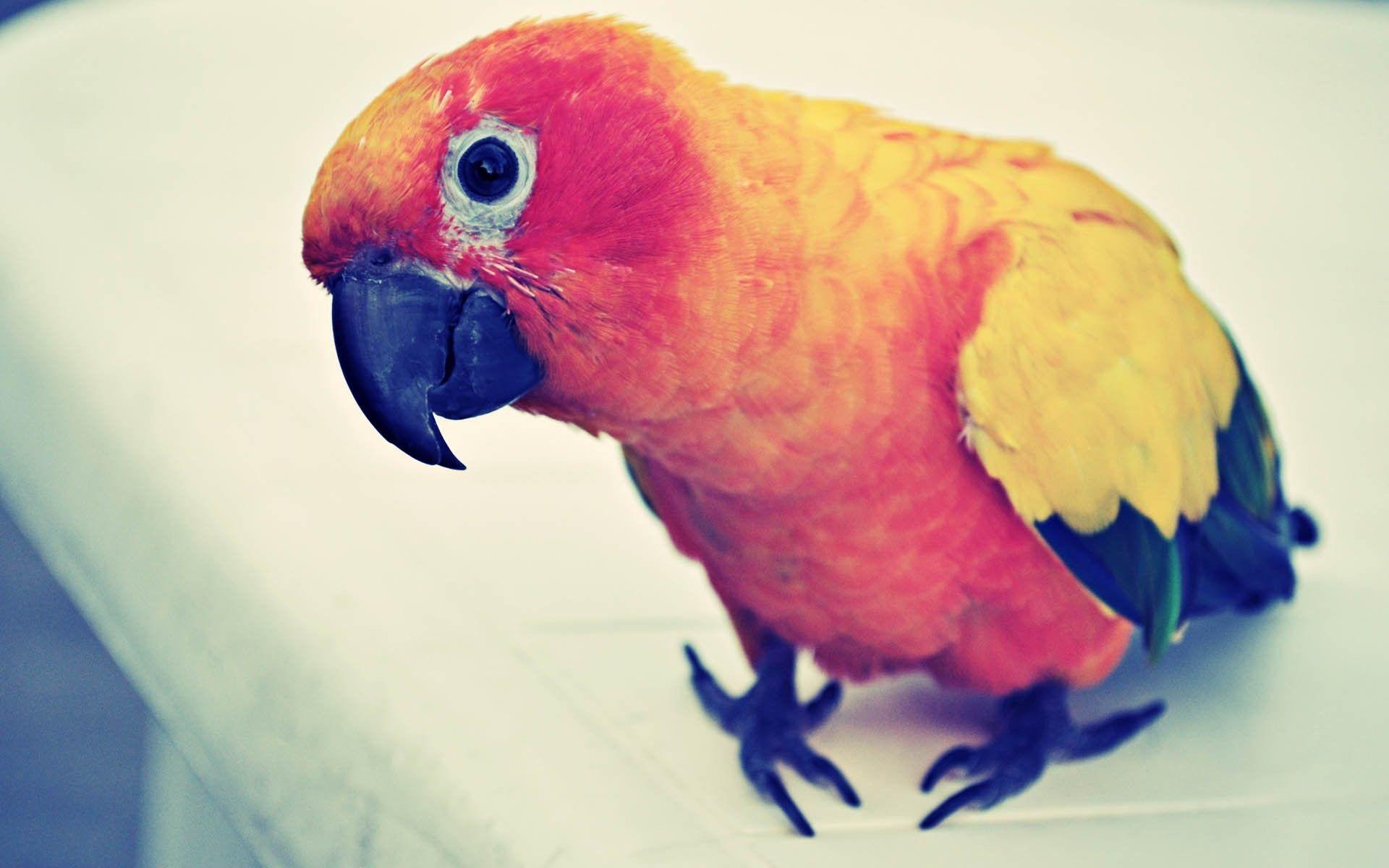 Sun Conure Wallpapers - Top Free Sun Conure Backgrounds - WallpaperAccess