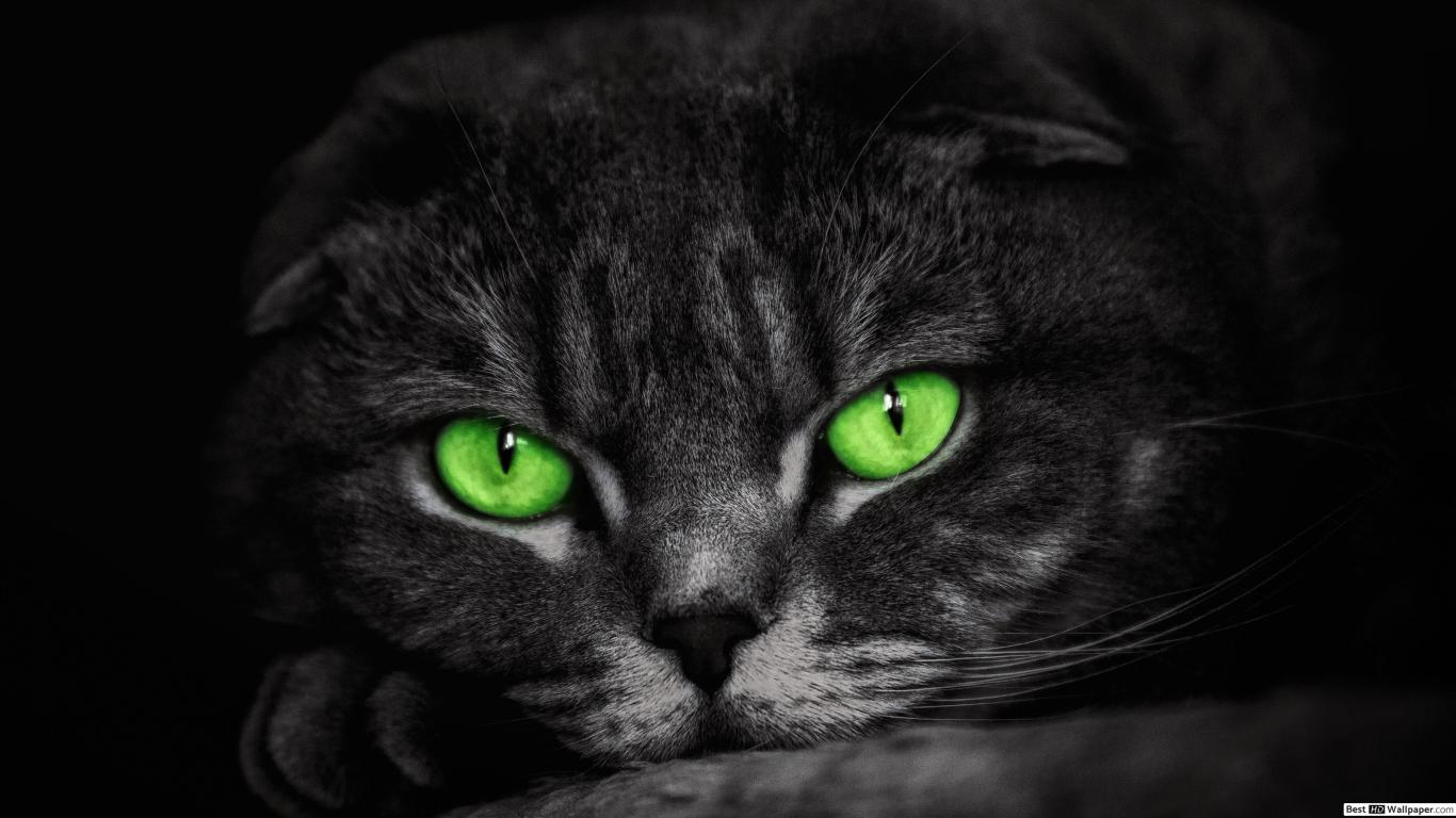 Green Cat Wallpapers - Top Free Green Cat Backgrounds - WallpaperAccess