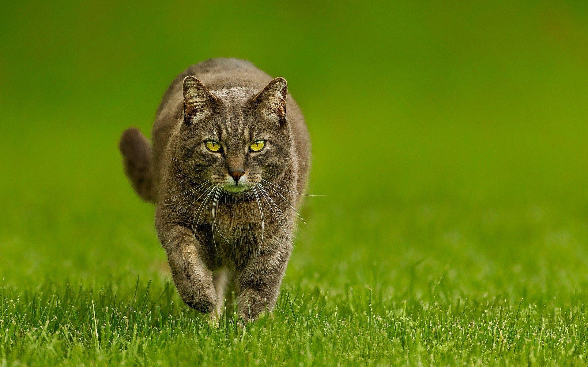 Green Cat Wallpapers - Top Free Green Cat Backgrounds - WallpaperAccess