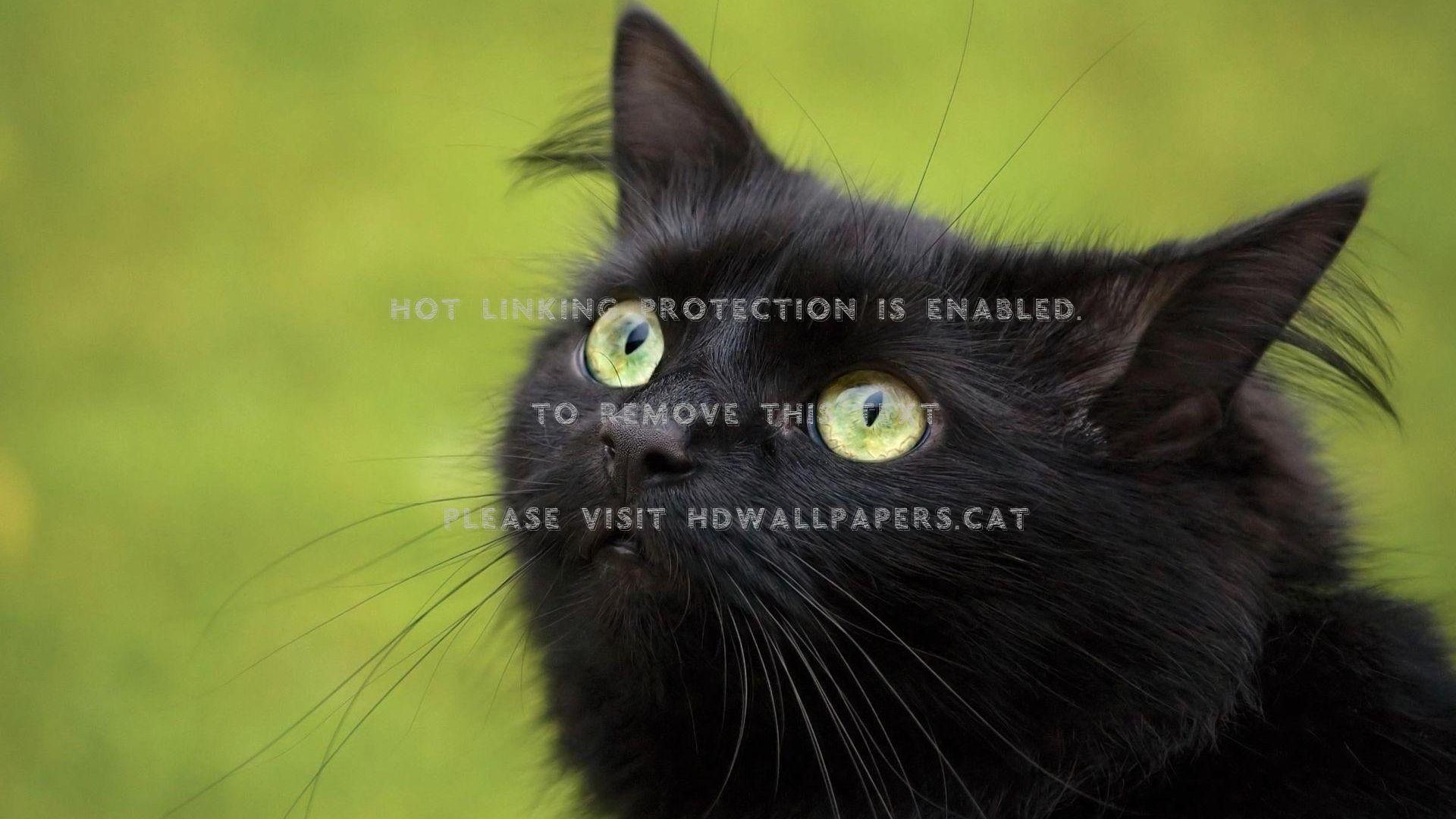 Green Cat Wallpapers - Top Free Green Cat Backgrounds - WallpaperAccess