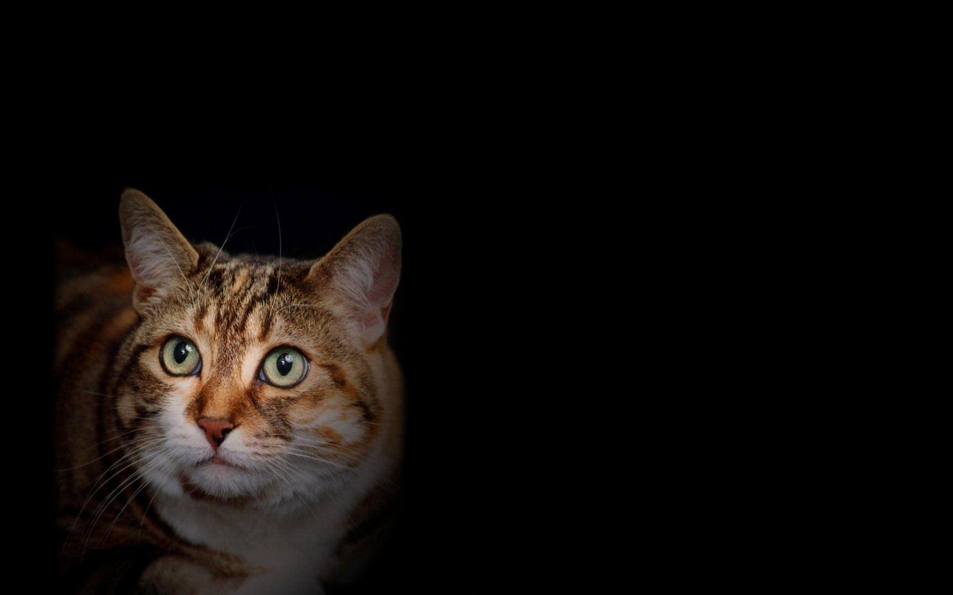 Green Cat Wallpapers - Top Free Green Cat Backgrounds - WallpaperAccess