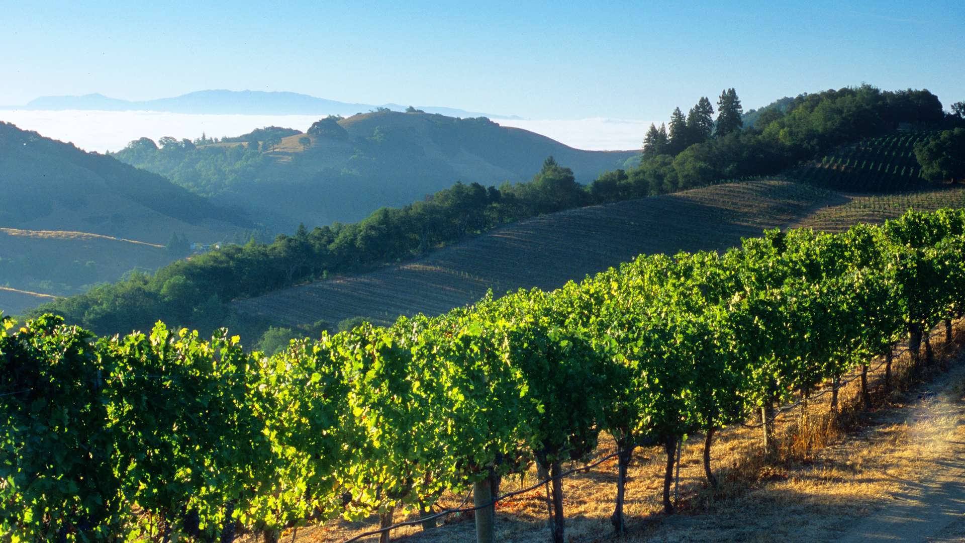 1920X1080 Napa Wallpapers - Top Free 1920X1080 Napa Backgrounds ...