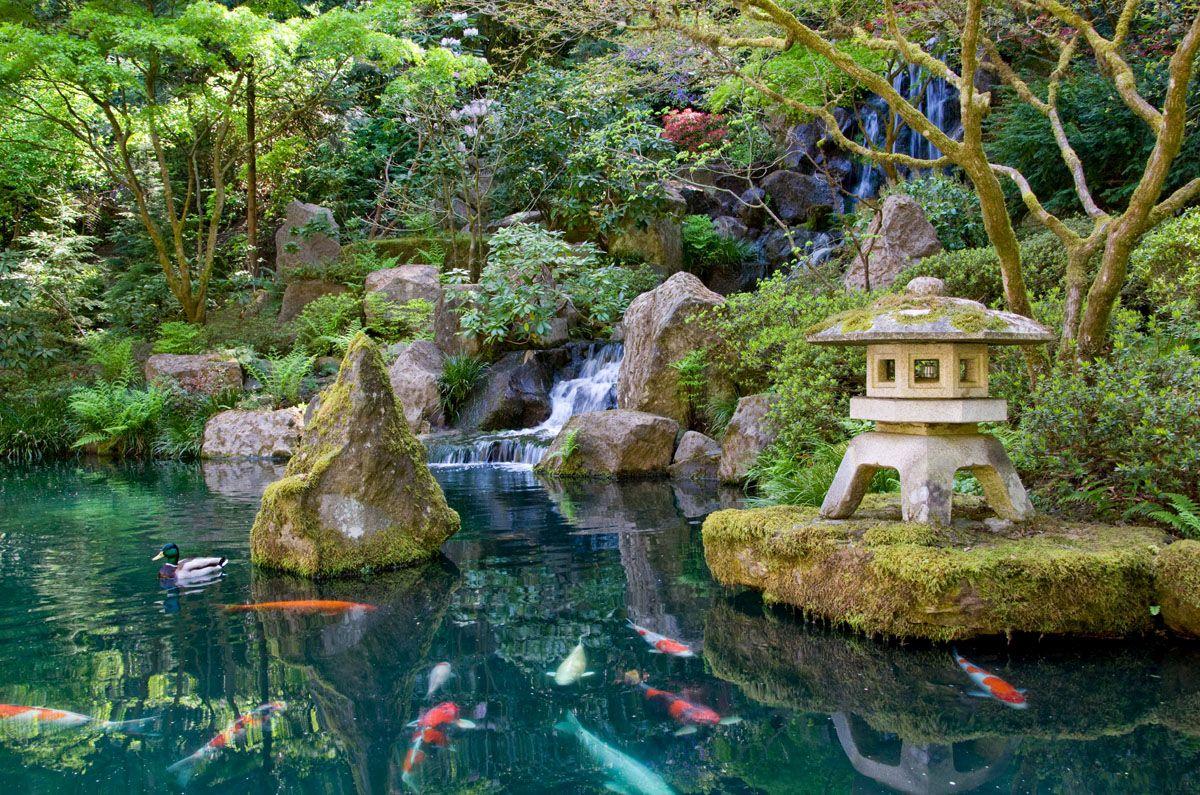 Japanese Fish Pond Wallpapers - Top Free Japanese Fish Pond Backgrounds ...