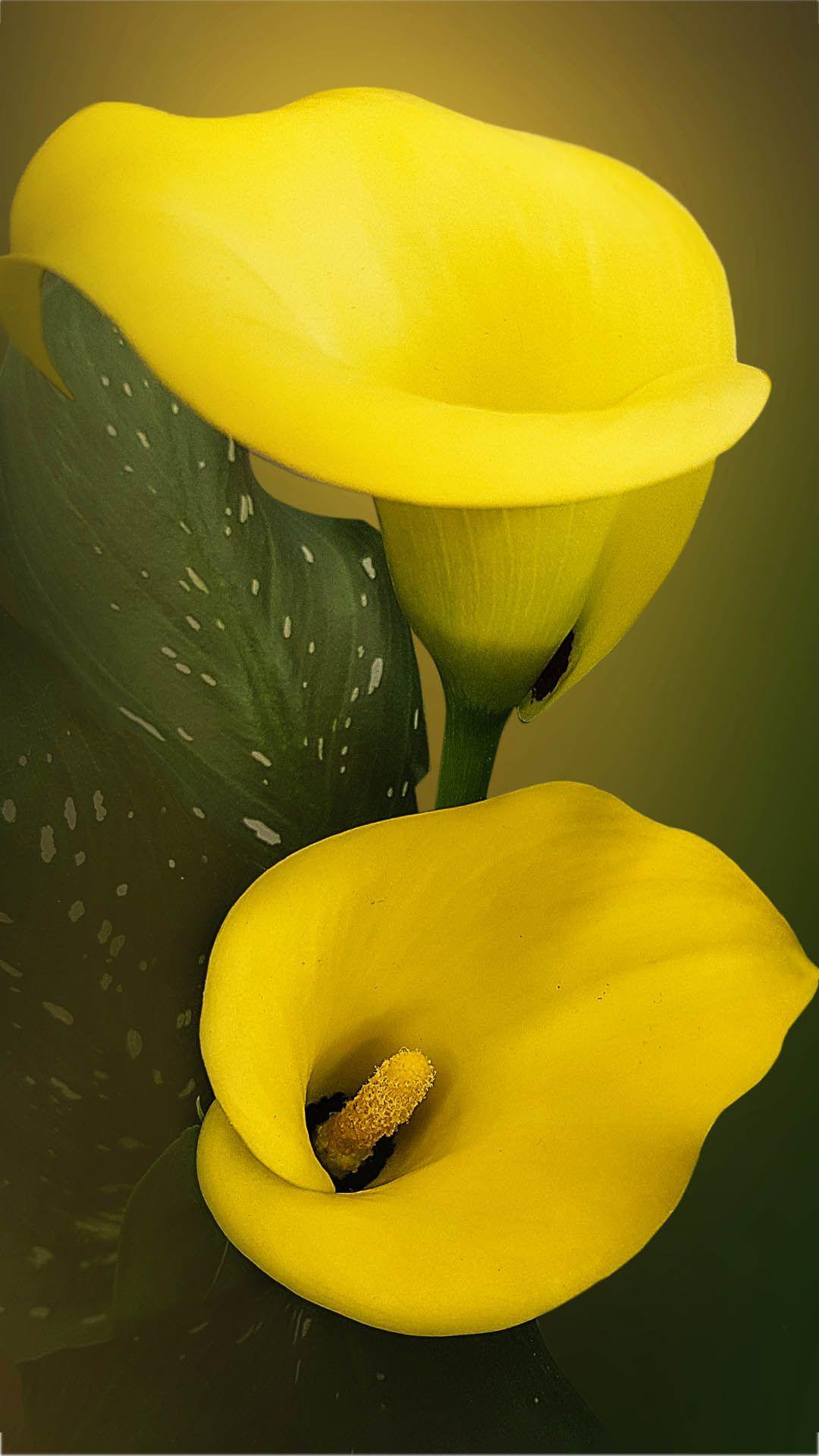 Calla Lily Flower Wallpapers - Top Free Calla Lily Flower Backgrounds ...