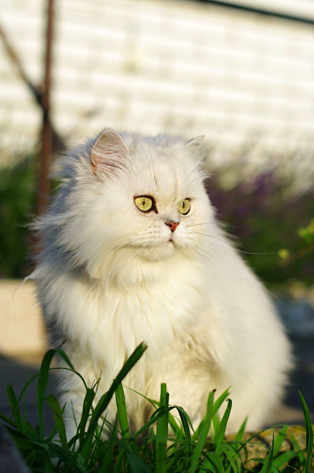 Persian Cat HD Wallpapers - Top Free Persian Cat HD Backgrounds ...
