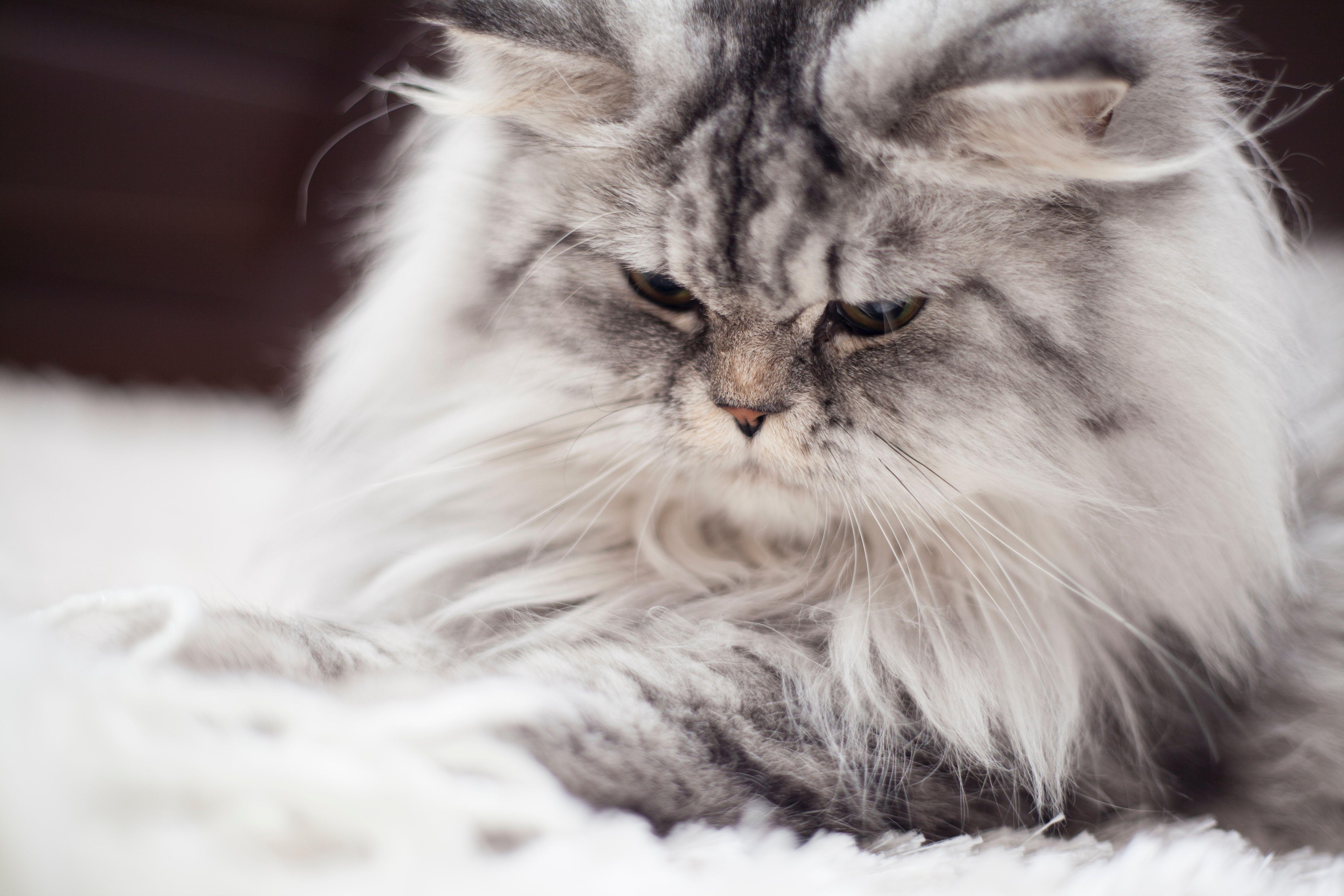 Persian Cat HD Wallpapers - Top Free Persian Cat HD Backgrounds ...