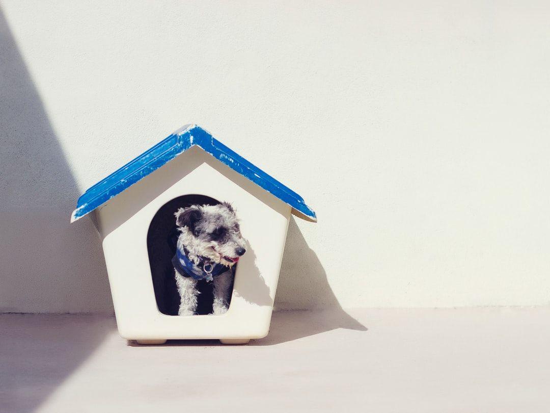 Dog House Wallpapers - Top Free Dog House Backgrounds - WallpaperAccess