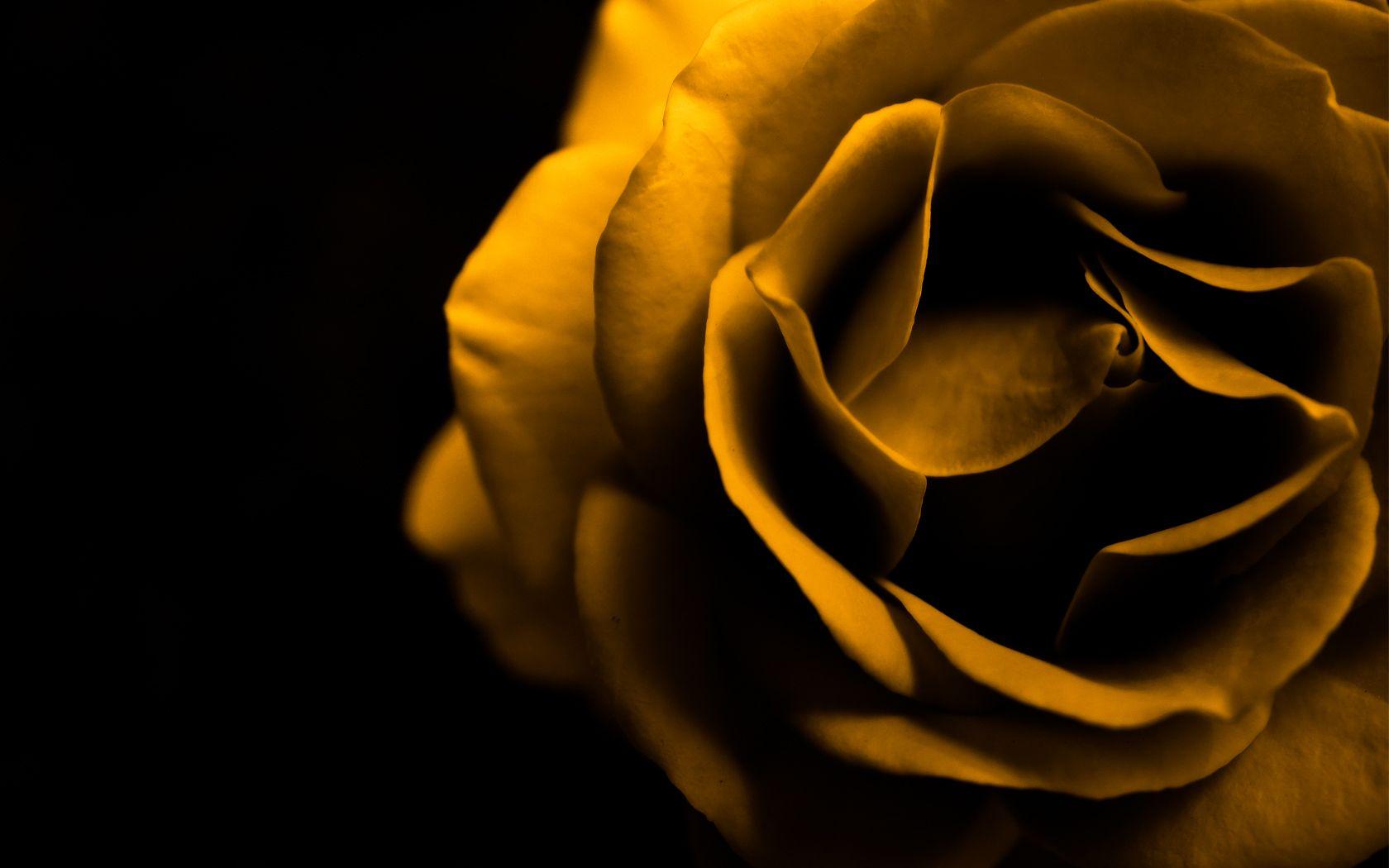 Gold Roses Wallpapers - Top Free Gold Roses Backgrounds - WallpaperAccess