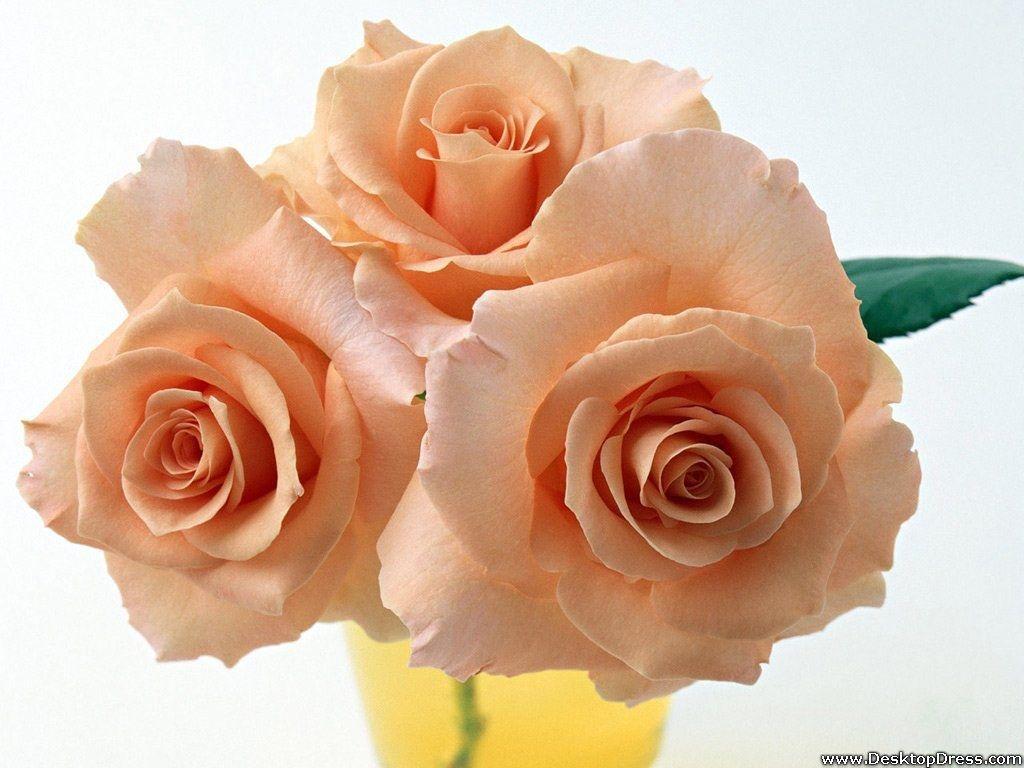 Gold Roses Wallpapers - Top Free Gold Roses Backgrounds - WallpaperAccess