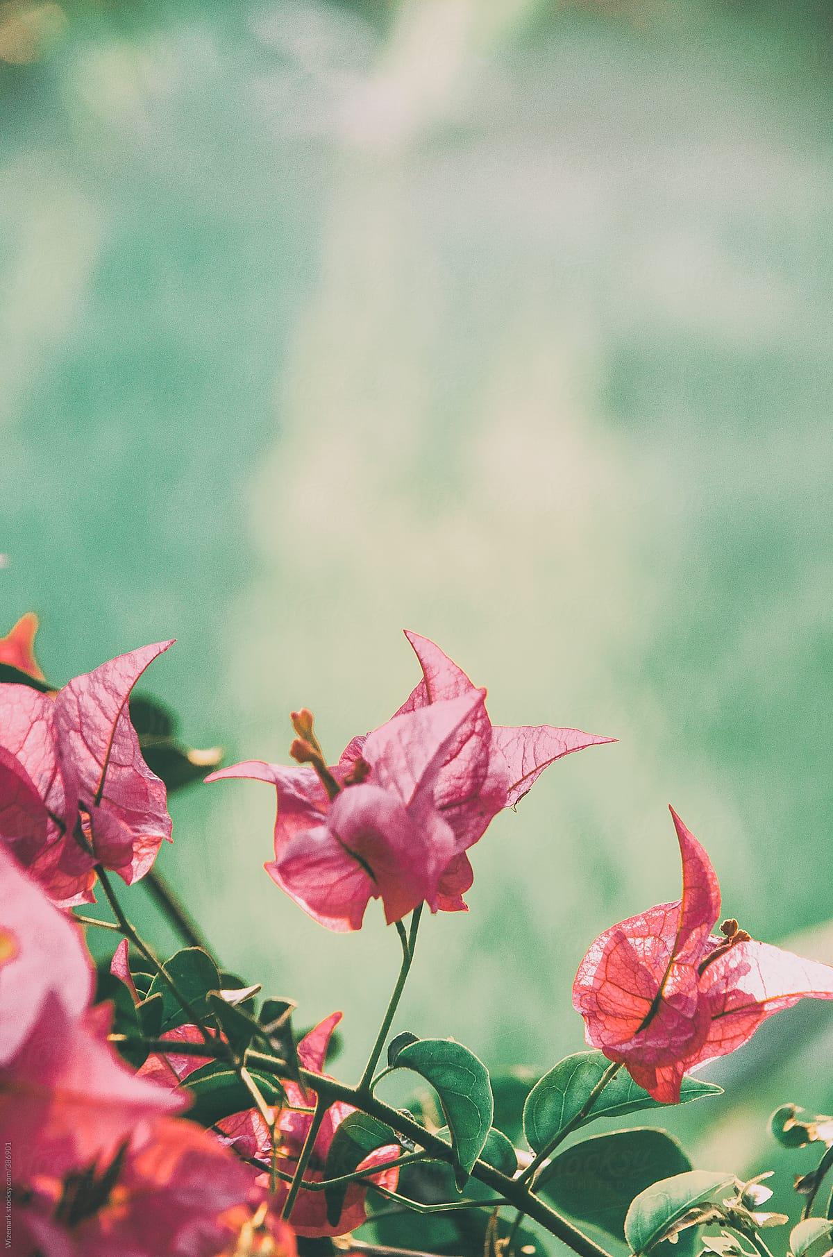 Pastel Green Floral Wallpapers - Top Free Pastel Green Floral ...