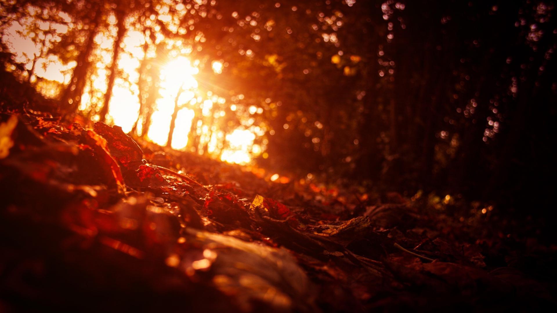 Autumn Evening Wallpapers - Top Free Autumn Evening Backgrounds ...