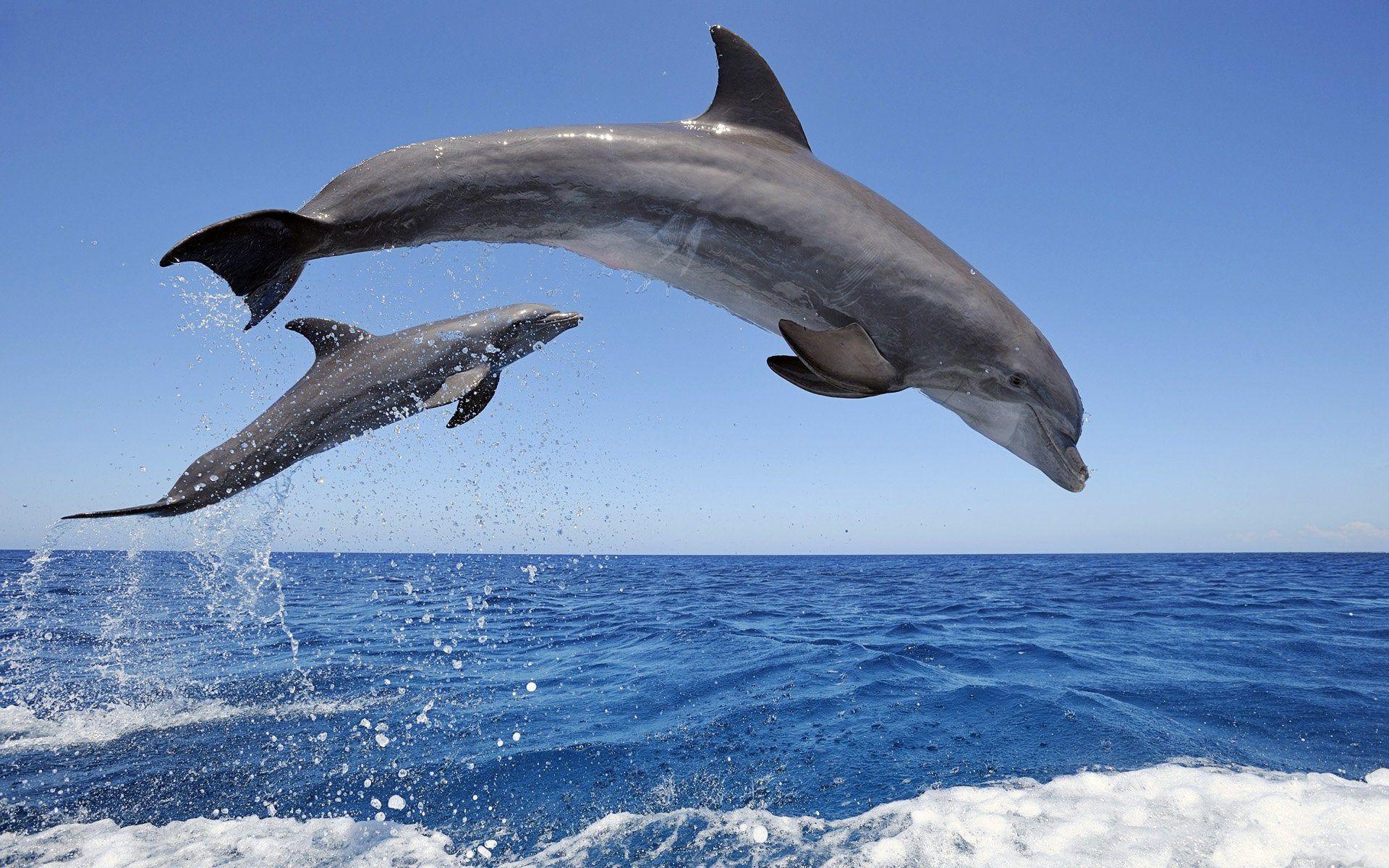 Baby Dolphins Wallpapers - Top Free Baby Dolphins Backgrounds ...