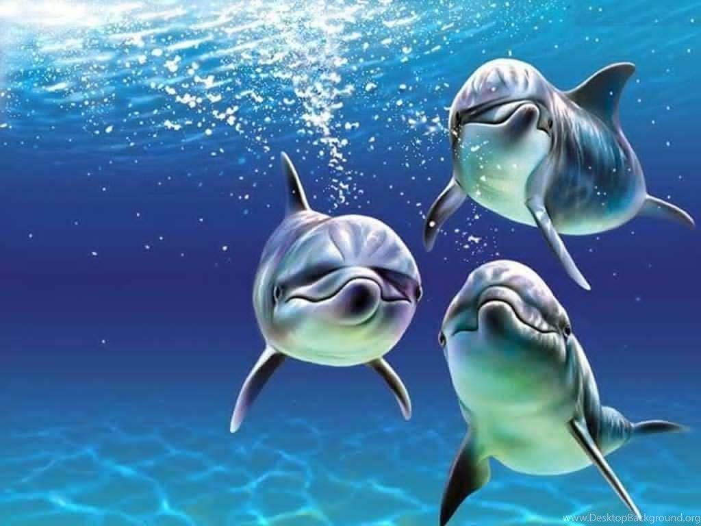 Baby Dolphins Wallpapers - Top Free Baby Dolphins Backgrounds ...