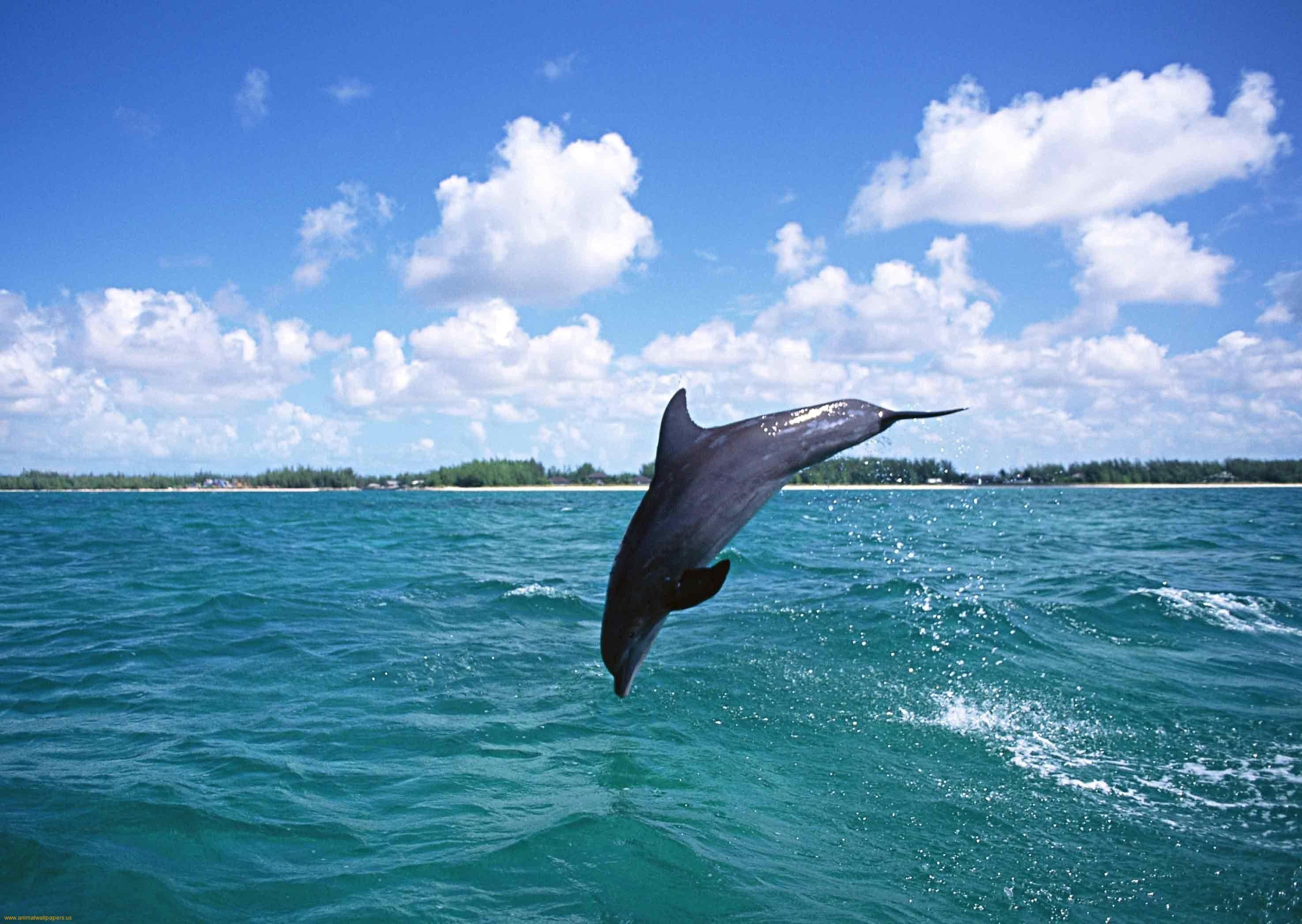 Baby Dolphins Wallpapers - Top Free Baby Dolphins Backgrounds ...