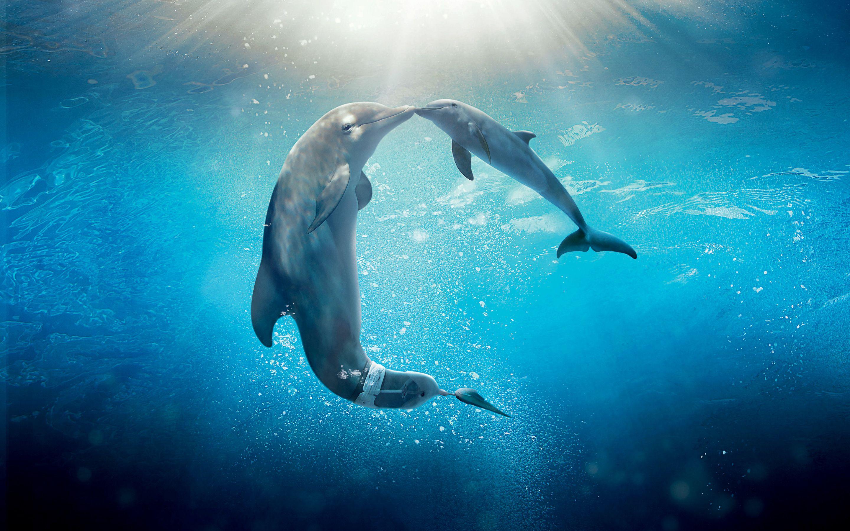 Baby Dolphins Wallpapers - Top Free Baby Dolphins Backgrounds ...