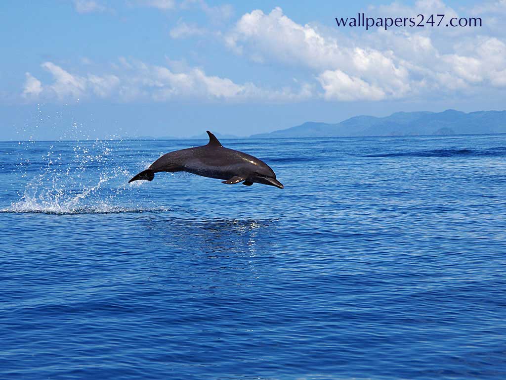 Baby Dolphins Wallpapers - Top Free Baby Dolphins Backgrounds ...
