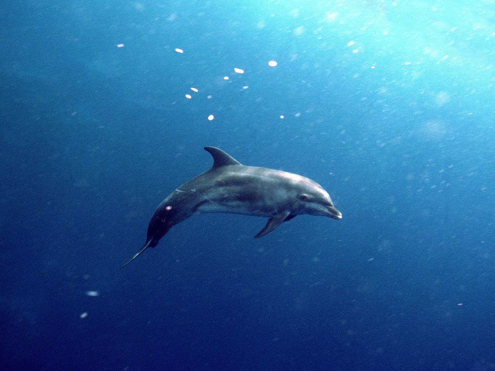 Baby Dolphins Wallpapers - Top Free Baby Dolphins Backgrounds ...
