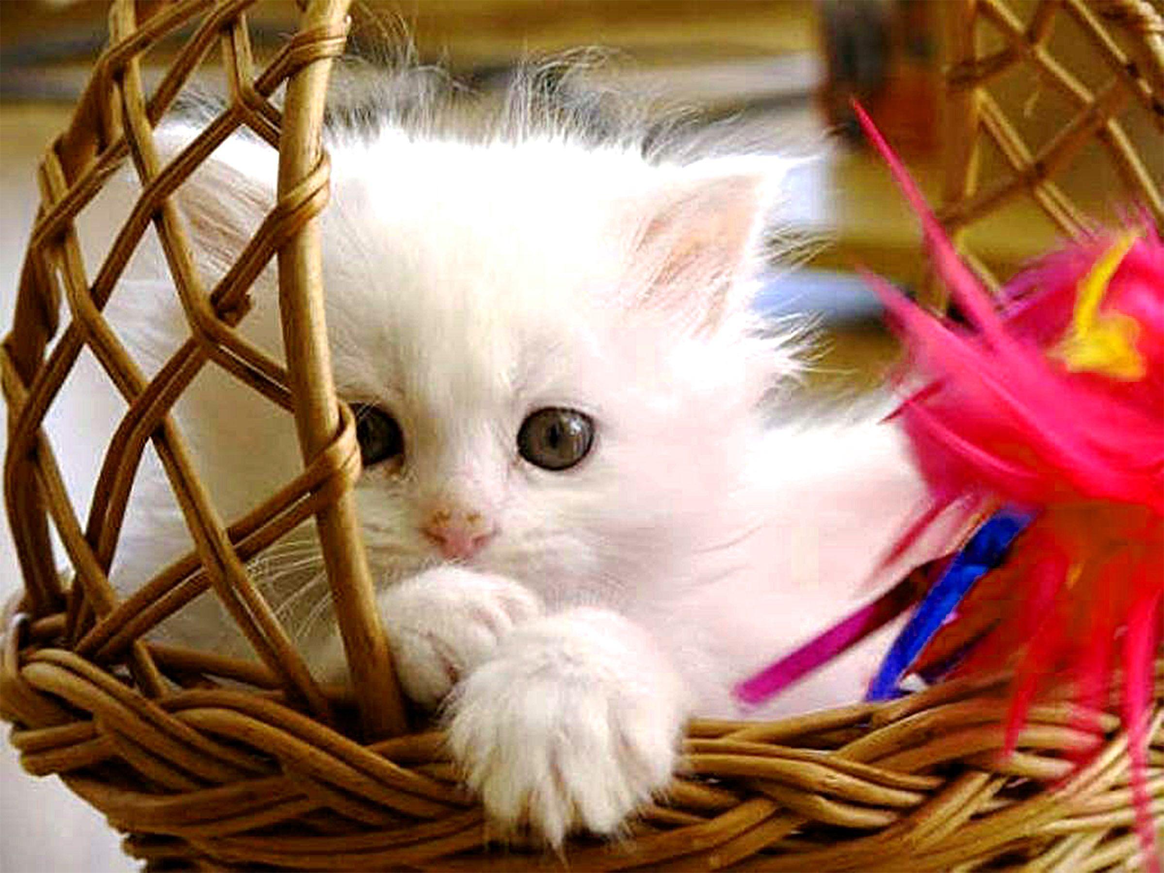 Cute Baby Kitten HD Wallpapers - Top Free Cute Baby Kitten HD Backgrounds - WallpaperAccess