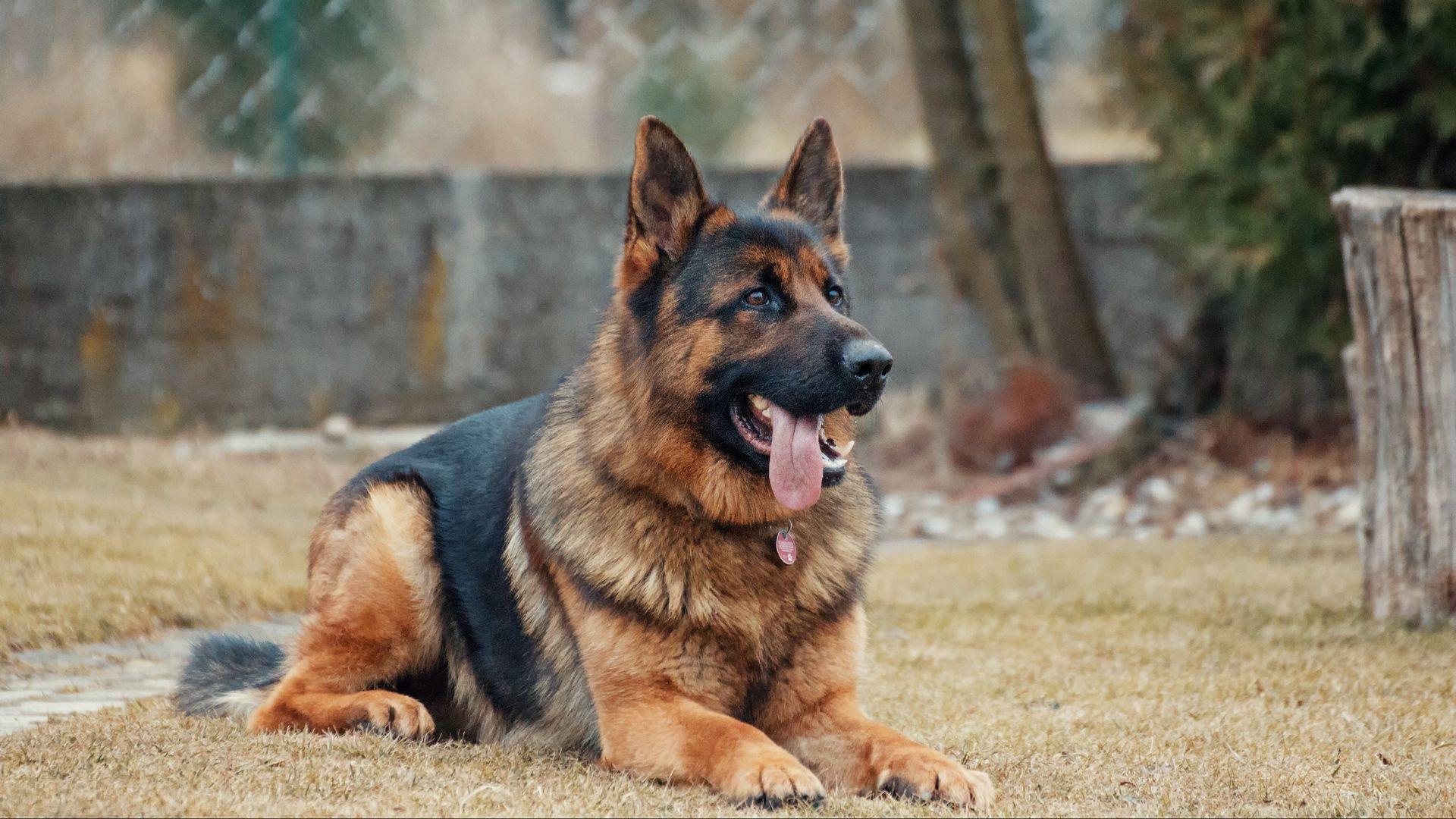 German Shepherd HD Wallpapers - Top Free German Shepherd HD Backgrounds ...