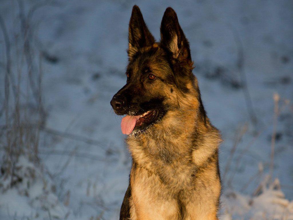 German Shepherd HD Wallpapers - Top Free German Shepherd HD Backgrounds ...