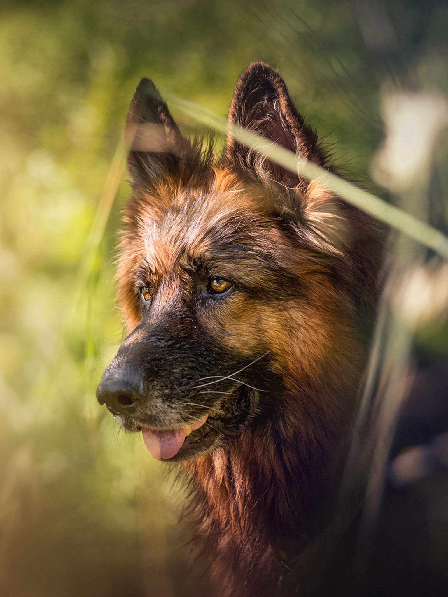 German Shepherd HD Wallpapers - Top Free German Shepherd HD Backgrounds ...