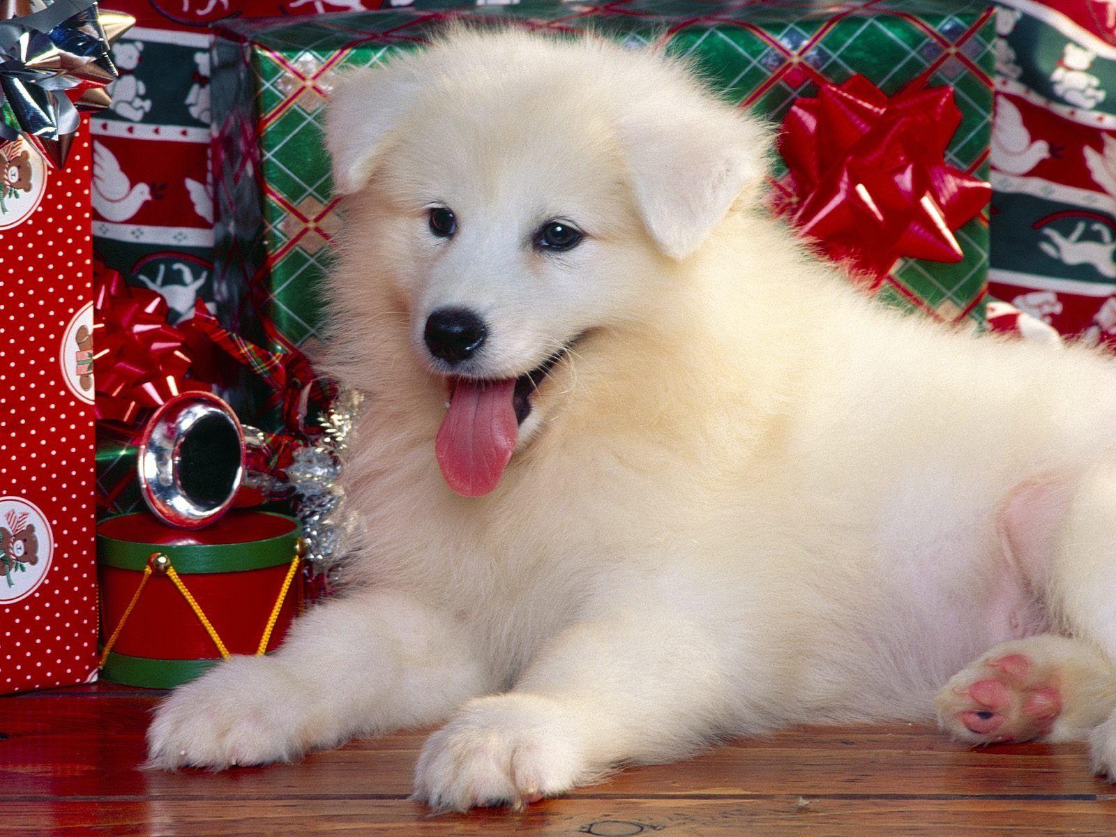 Christmas Puppy HD Wallpapers - Top Free Christmas Puppy HD Backgrounds ...
