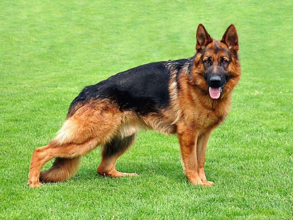 German Shepherd HD Wallpapers - Top Free German Shepherd HD Backgrounds ...