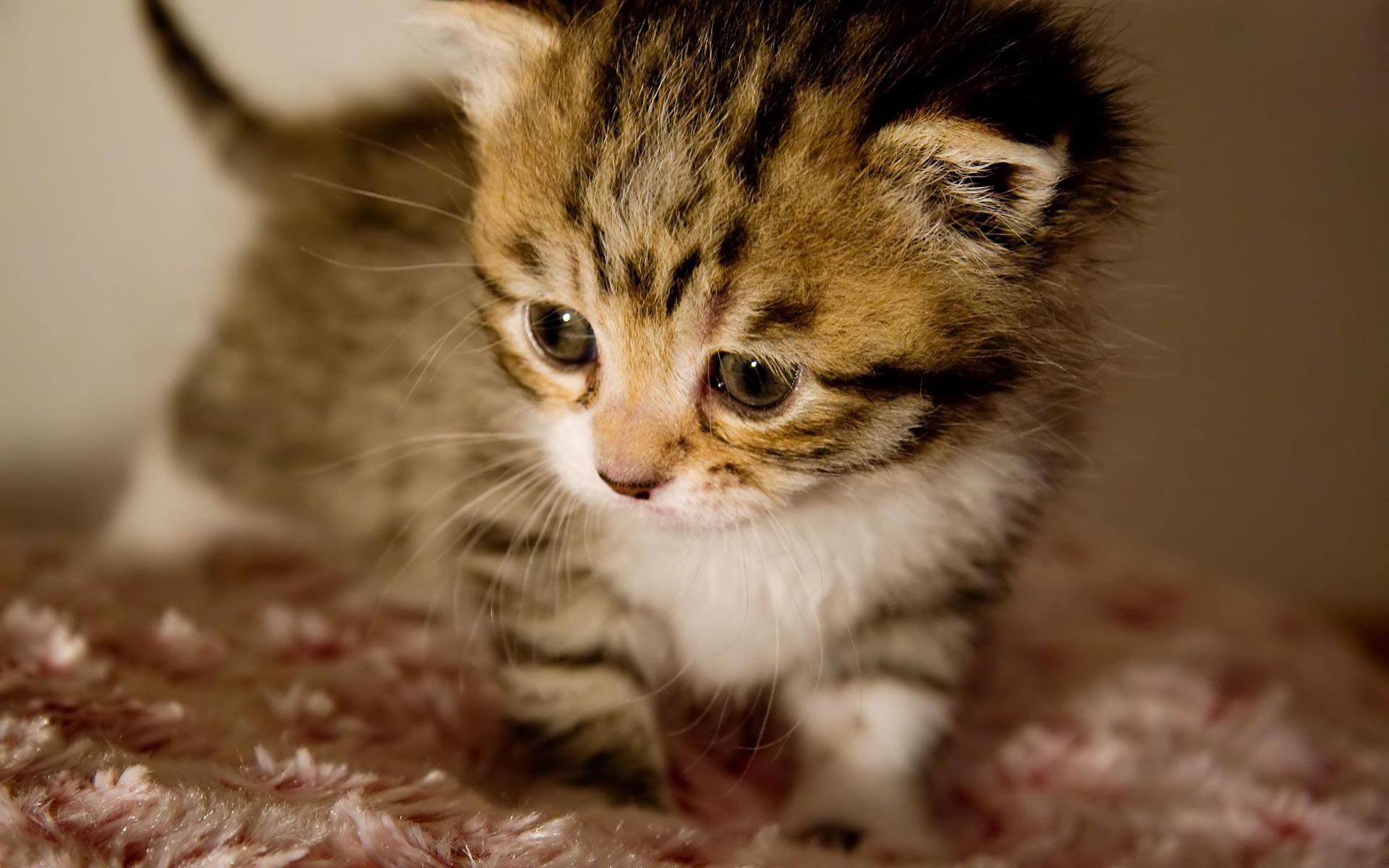 Cute Baby Kitten HD Wallpapers - Top Free Cute Baby Kitten HD Backgrounds - WallpaperAccess