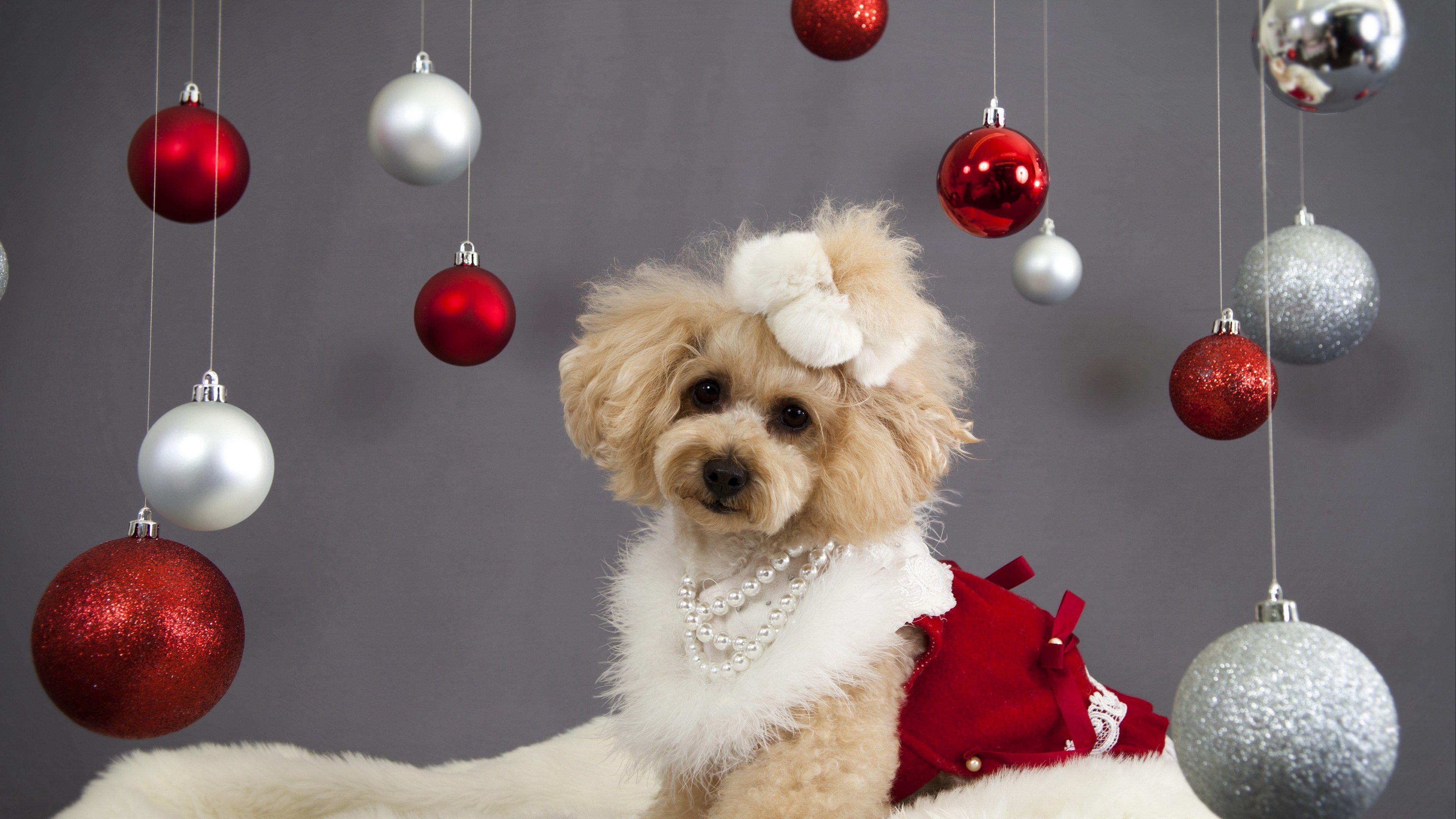 Christmas Puppy HD Wallpapers - Top Free Christmas Puppy HD Backgrounds ...