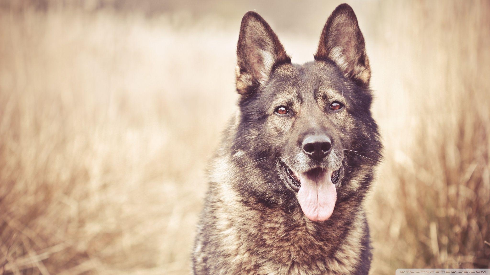German Shepherd HD Wallpapers - Top Free German Shepherd HD Backgrounds ...
