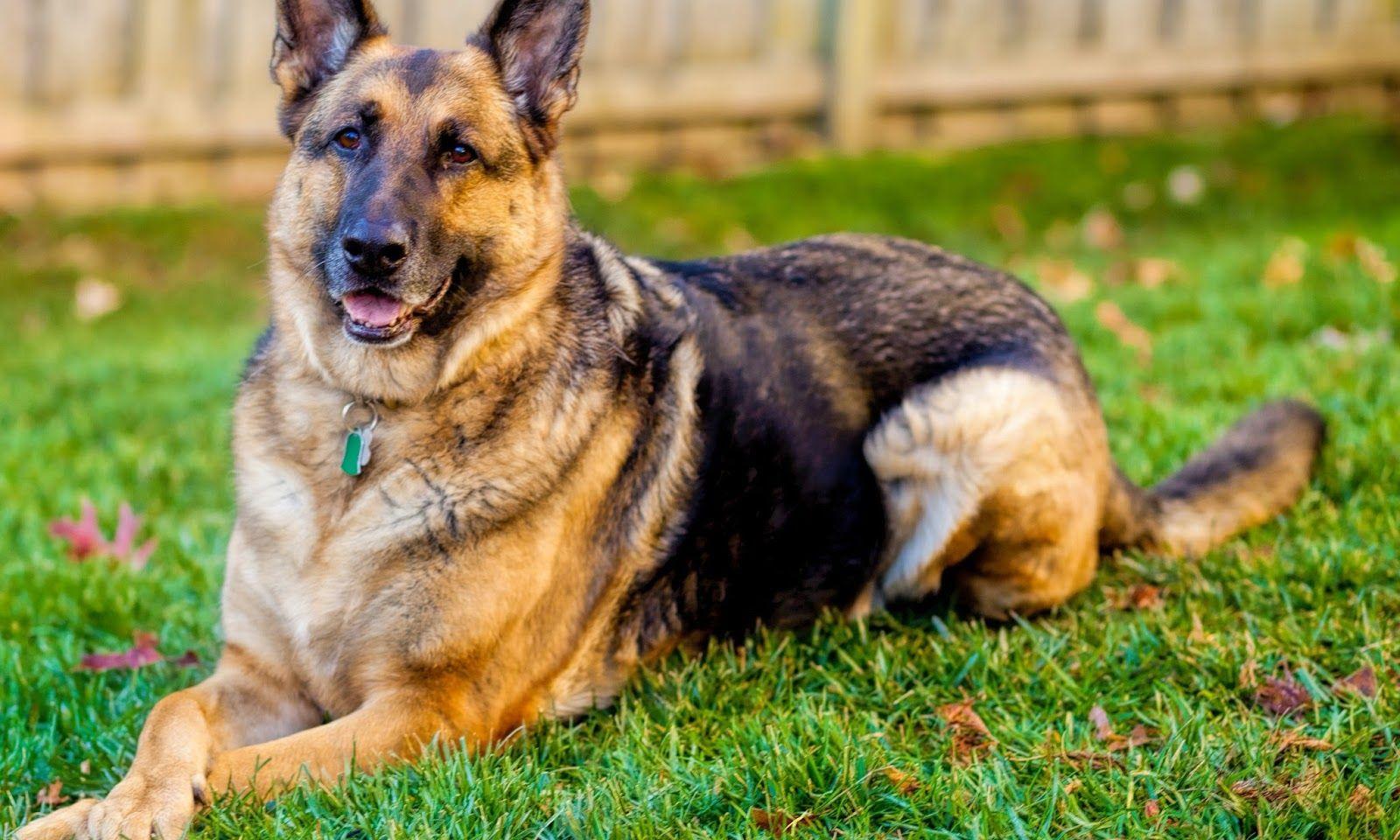 German Shepherd HD Wallpapers - Top Free German Shepherd HD Backgrounds ...