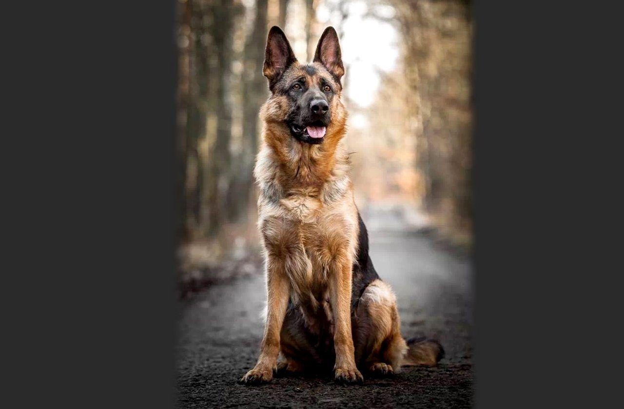 German Shepherd HD Wallpapers - Top Free German Shepherd HD Backgrounds ...
