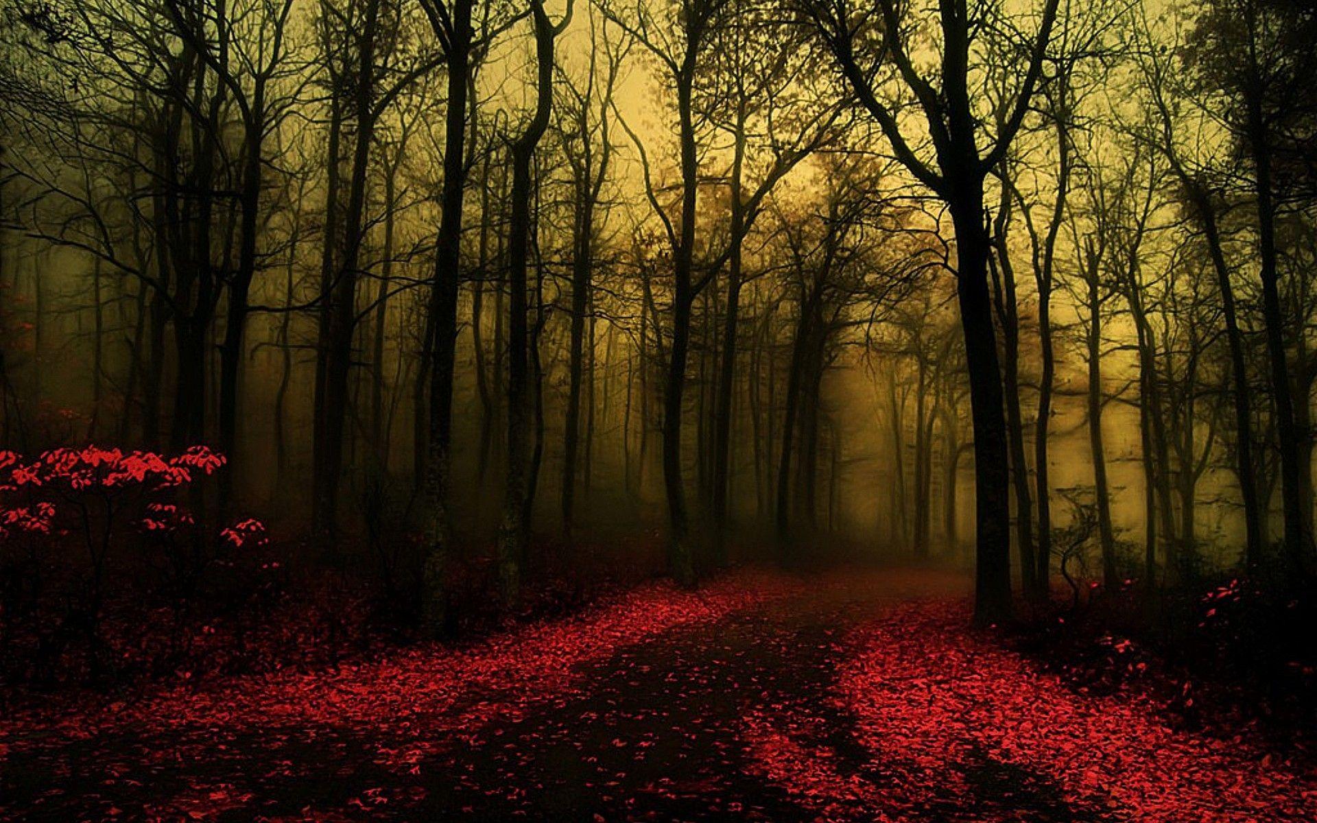 Mysterious Forest Wallpapers - Top Free Mysterious Forest Backgrounds ...
