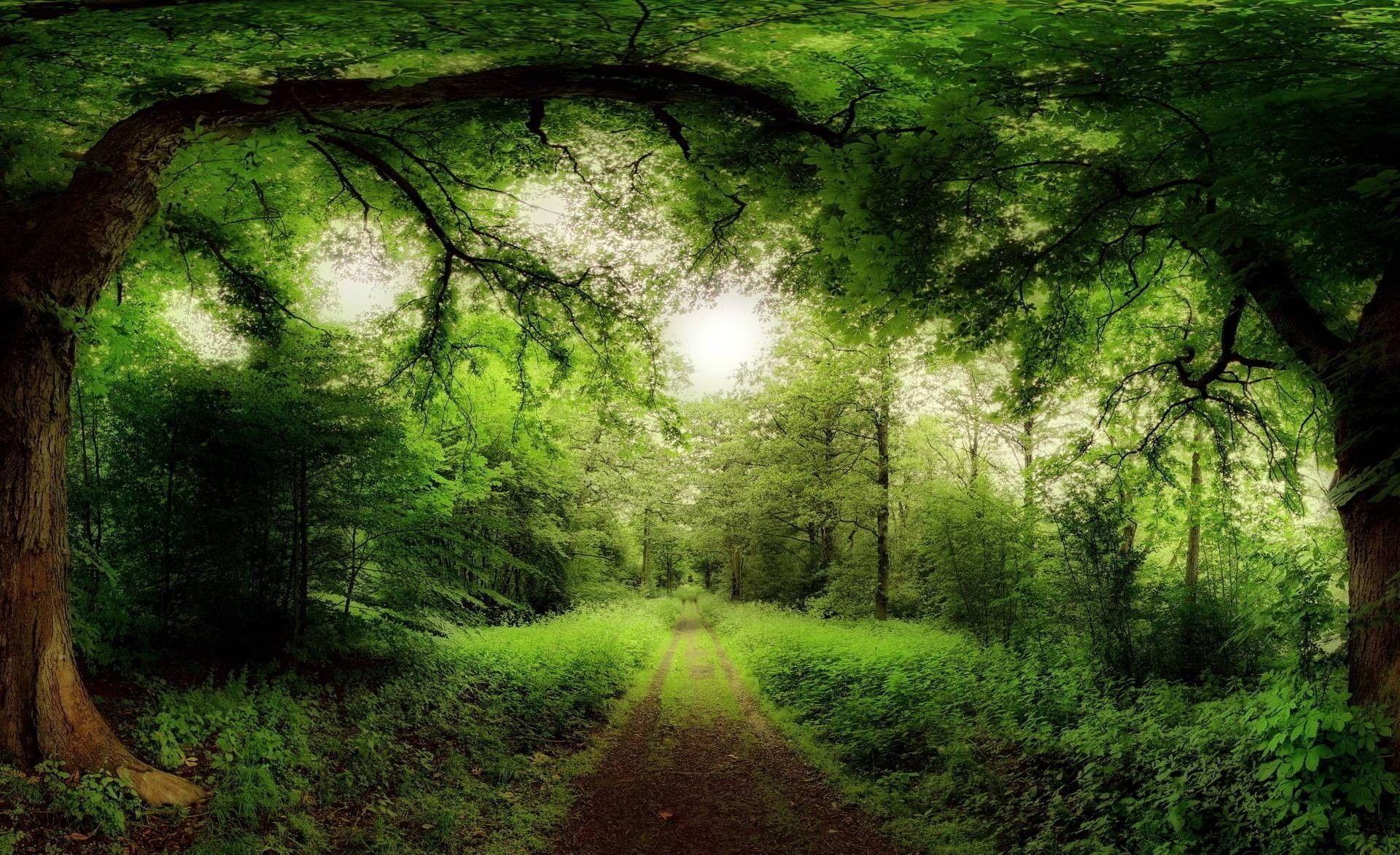 Mysterious Forest Wallpapers - Top Free Mysterious Forest Backgrounds ...