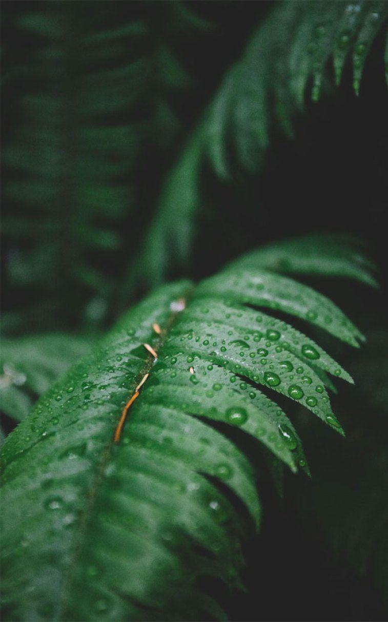 Green Leaf Rain Wallpapers - Top Free Green Leaf Rain Backgrounds ...