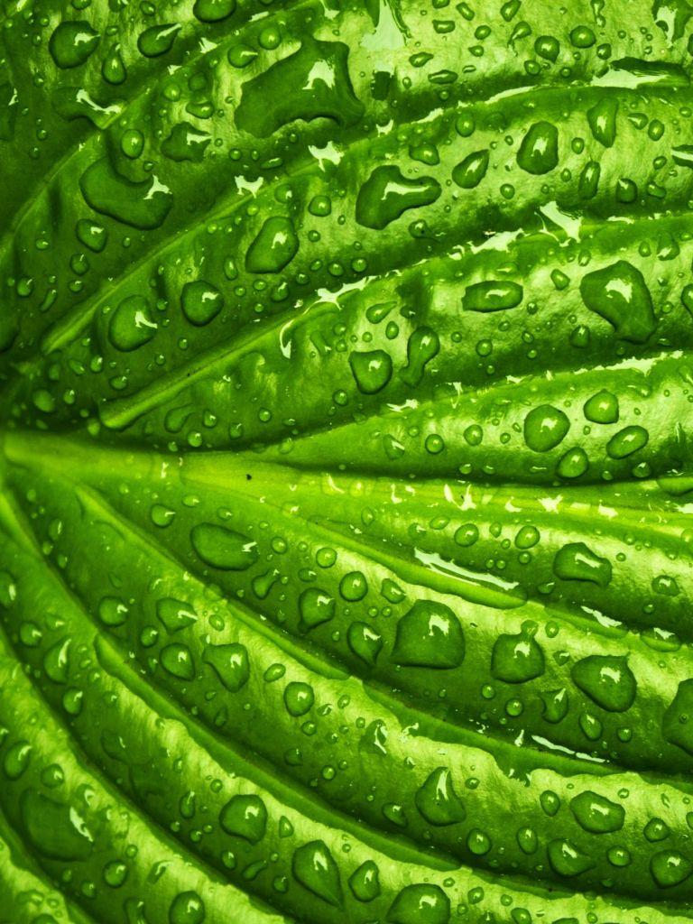 Green Leaf Rain Wallpapers - Top Free Green Leaf Rain Backgrounds ...