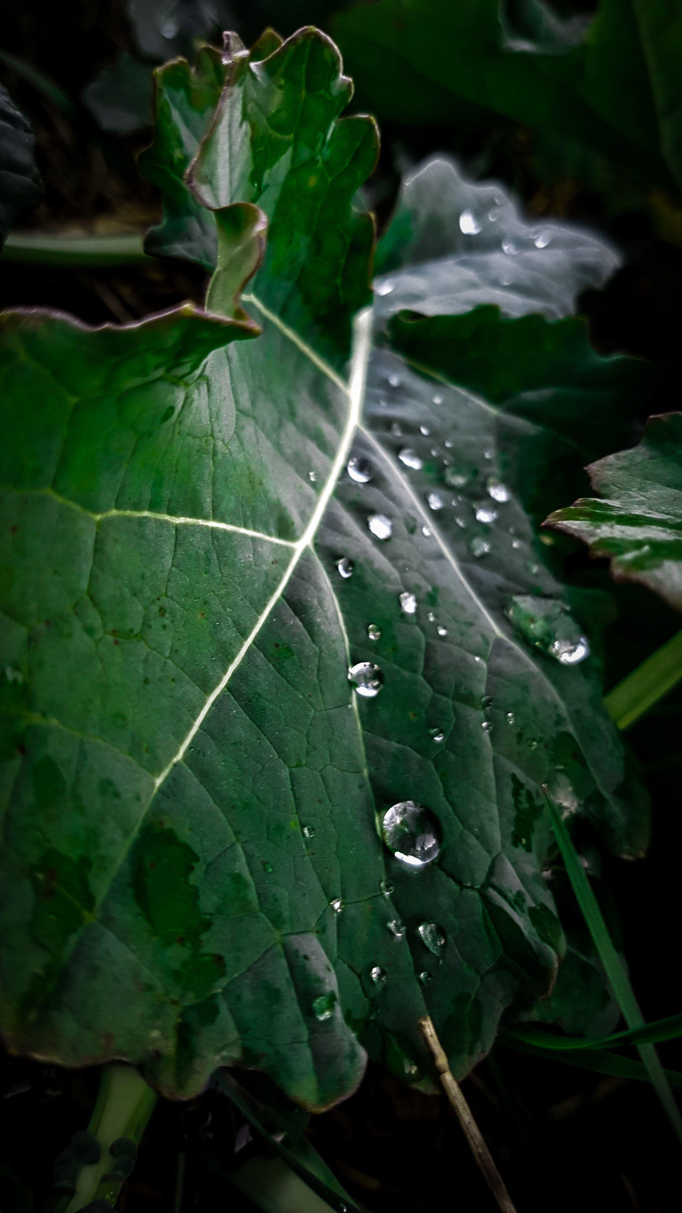Green Leaf Rain Wallpapers - Top Free Green Leaf Rain Backgrounds ...