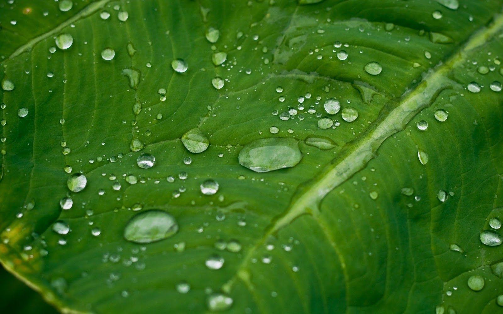 Green Leaf Rain Wallpapers - Top Free Green Leaf Rain Backgrounds ...