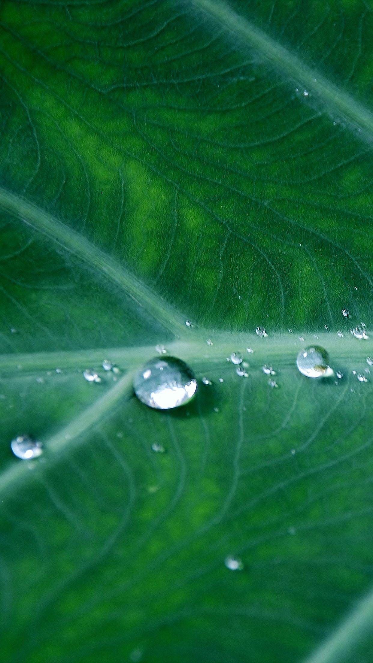 Green Leaf Rain Wallpapers - Top Free Green Leaf Rain Backgrounds ...