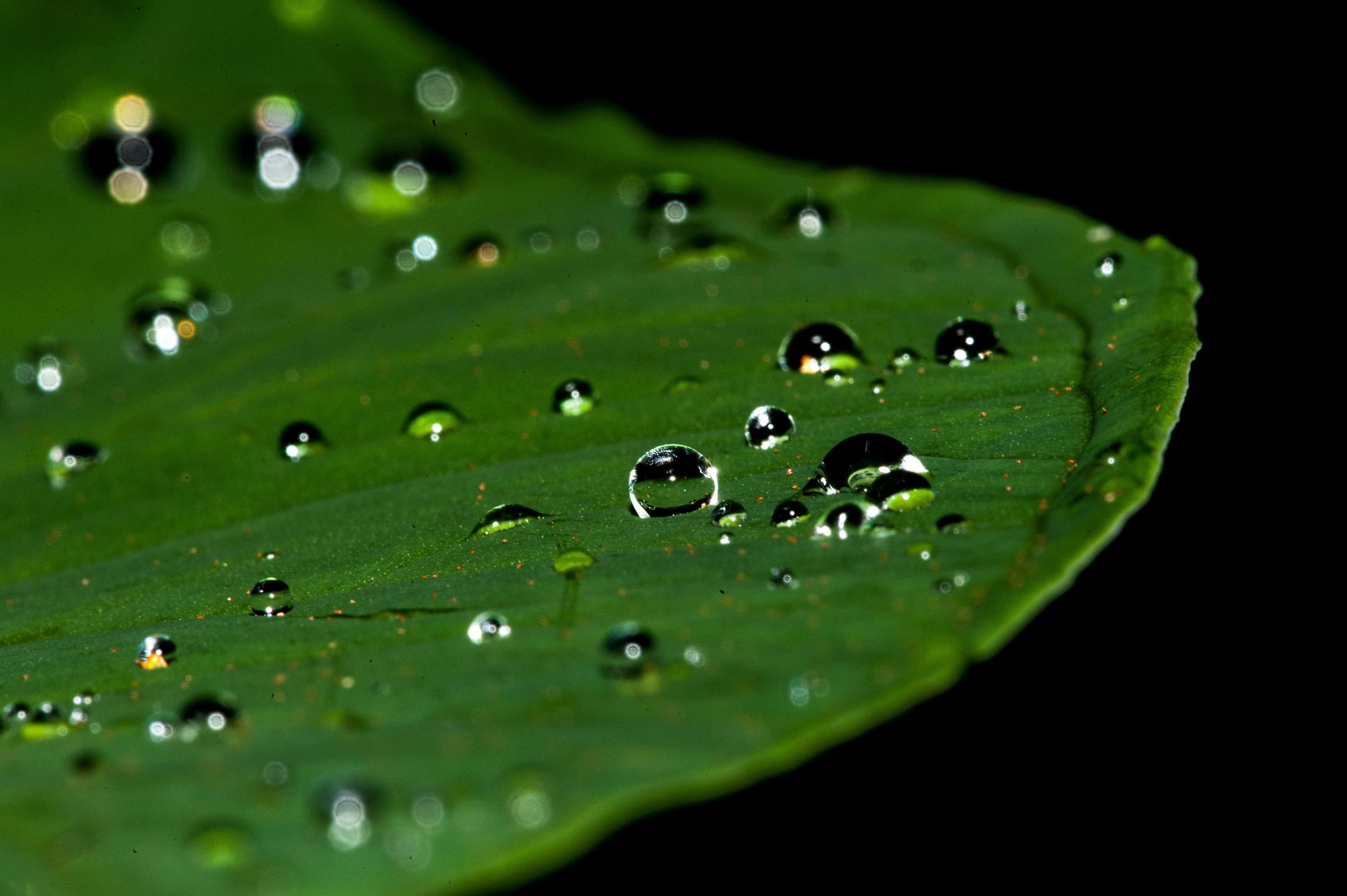 Green Leaf Rain Wallpapers - Top Free Green Leaf Rain Backgrounds ...