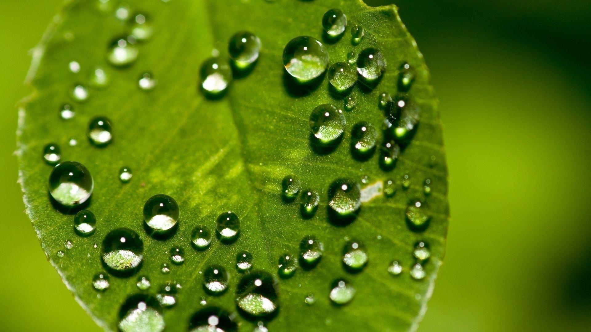 Green Leaf Rain Wallpapers - Top Free Green Leaf Rain Backgrounds ...