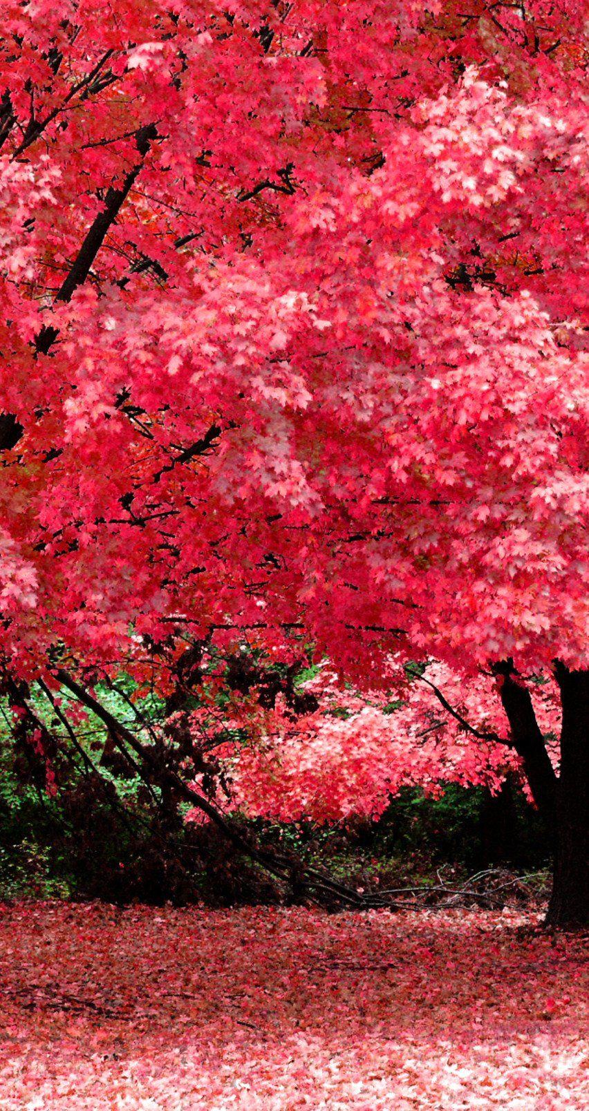 Beautiful Pink Tree Wallpapers - Top Free Beautiful Pink Tree ...