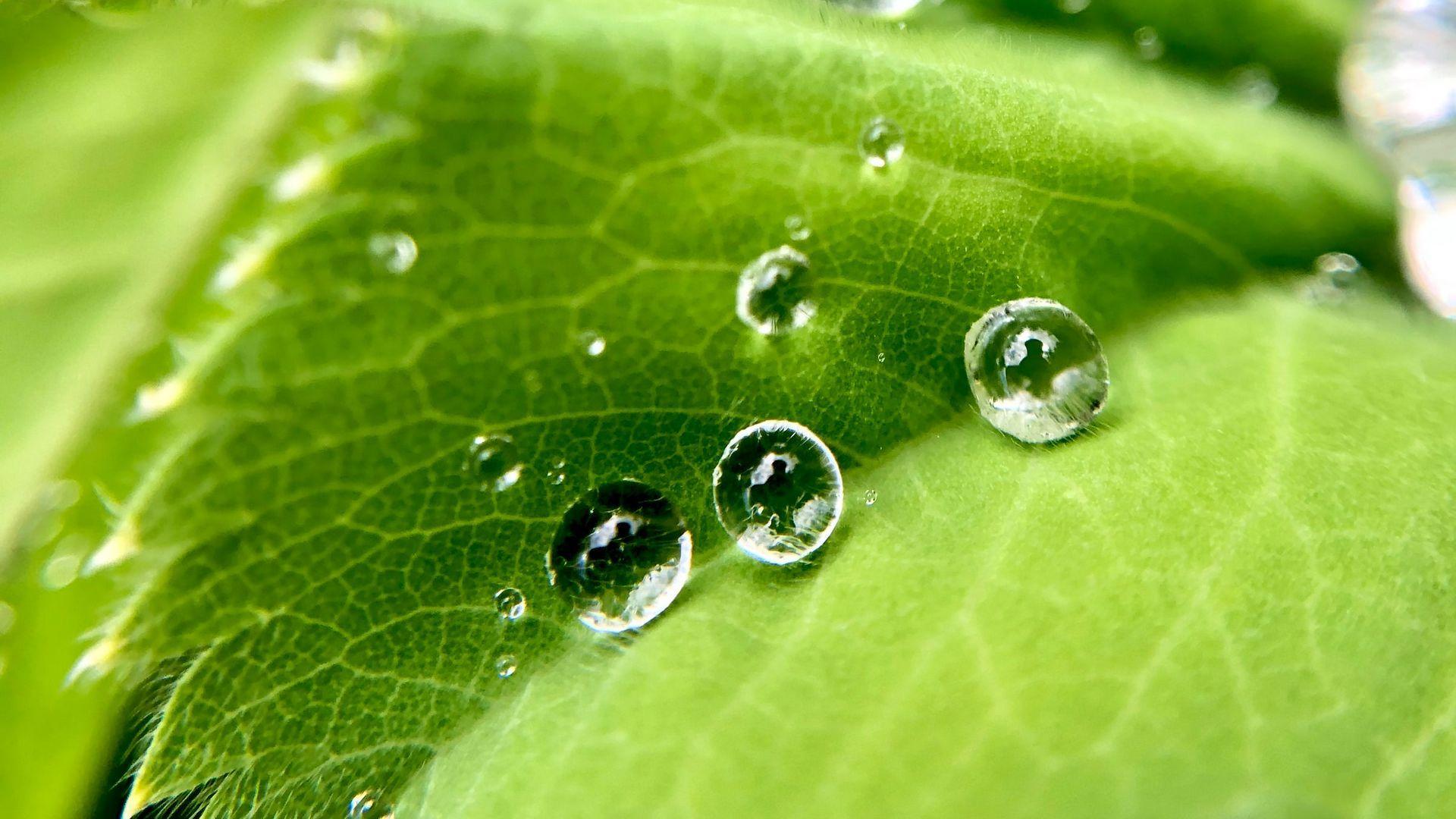 Green Leaf Rain Wallpapers - Top Free Green Leaf Rain Backgrounds ...