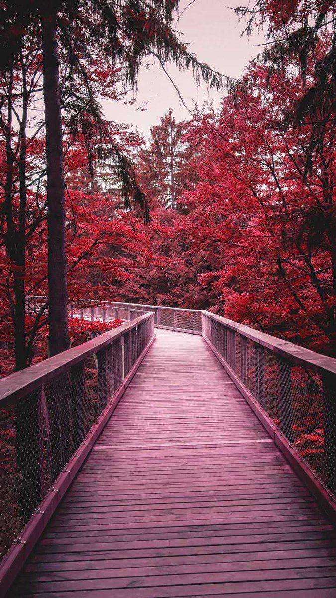 Beautiful Pink Tree Wallpapers - Top Free Beautiful Pink Tree ...